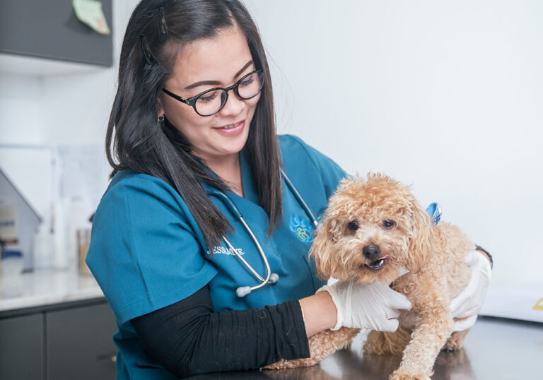 Veterinary Clinic in Silicon Oasis, Dubai | Expert Pet Care | Pawsitive